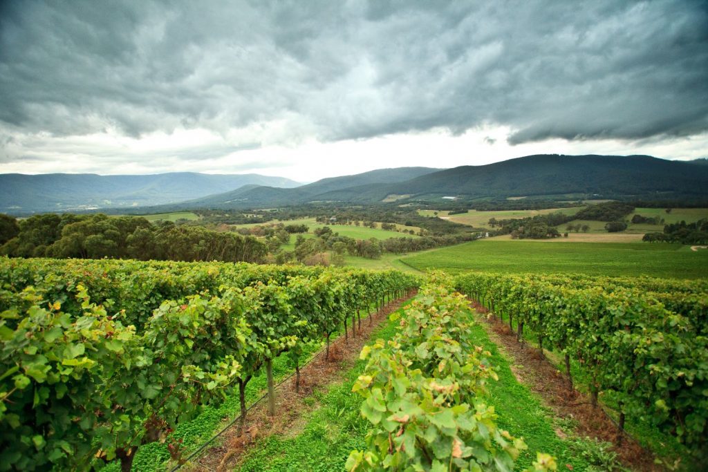 Tasting Room – Giant Steps Wine